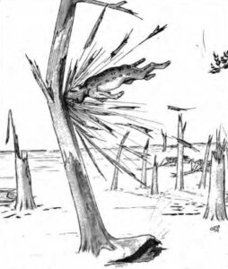 Splinter Cat - Oregon's Strangest Cryptid