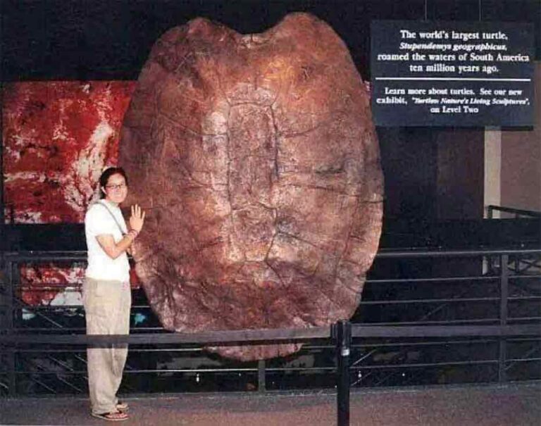 The Beast Of Busco - Is It Real?