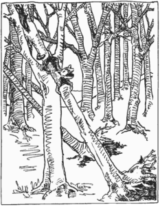 The Tree Squeak - Maine's Elusive Cryptid