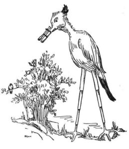 Tripodero - California's Most Usual Bird Cryptid