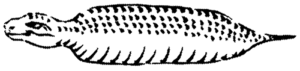 Tsuchinoko - Is It Real?