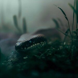 The Snow Snake - Real or Legend?